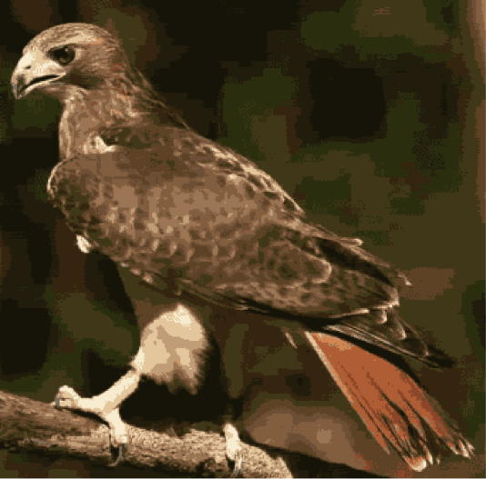 RT Hawk 2 | Tayanita Medicine Lodge