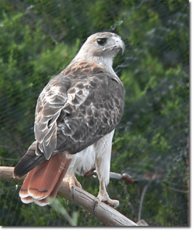 RT Hawk | Tayanita Medicine Lodge